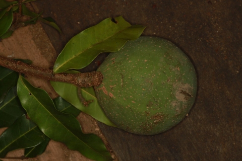 Landolphia owariensis Fruit plant | Landolphia owariensis Fruit plant ...