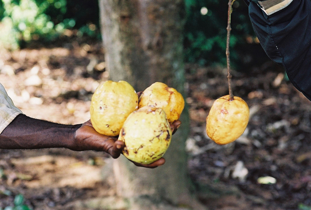 Index of /uploads/fruits